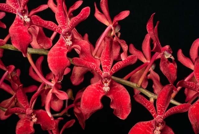 Renanthera - Pots and Petals