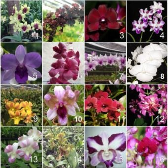 Buy dendrobium orchid growing Kit online