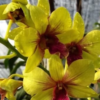 Purchase Orchid Plants Online | Buy Orchid Plants Online