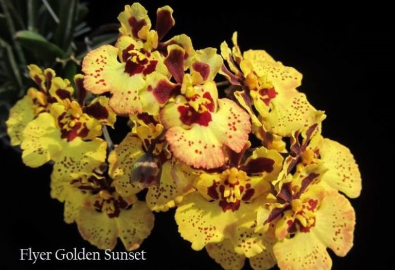 Golden Sunset - Pots and Petals