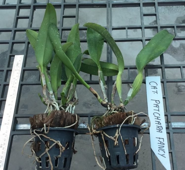 Buy Dark Pink Cattleya Orchids Online | Buy Cattleya Orchids