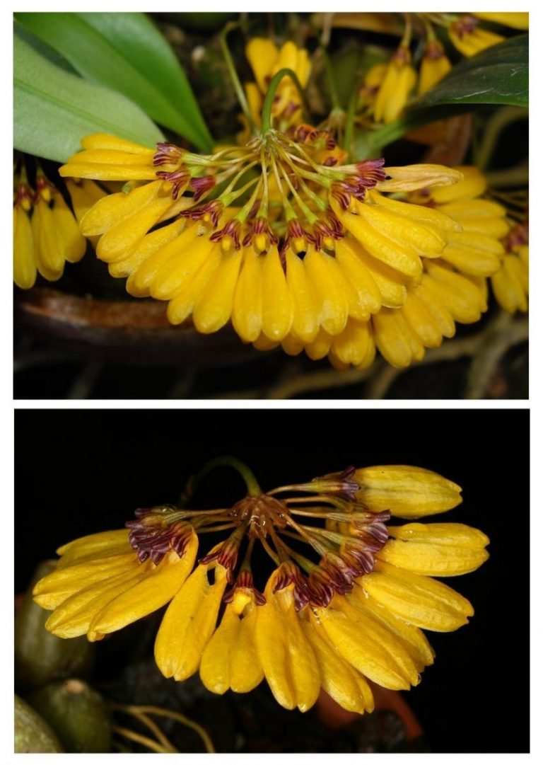 Bulbophyllum Retusiusculum - Pots and Petals