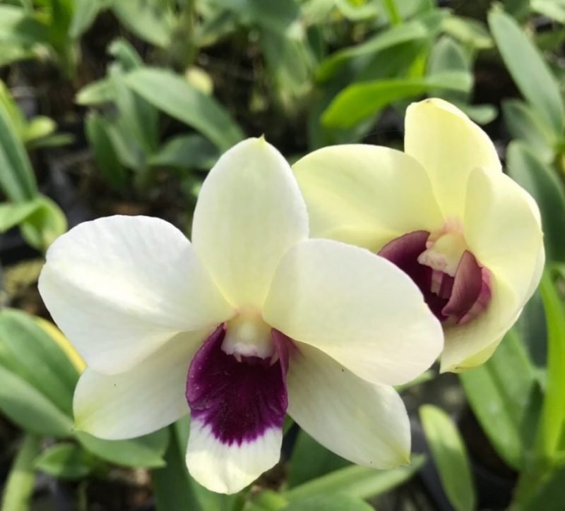 Dendrobium Melon Red Lip - Pots and Petals