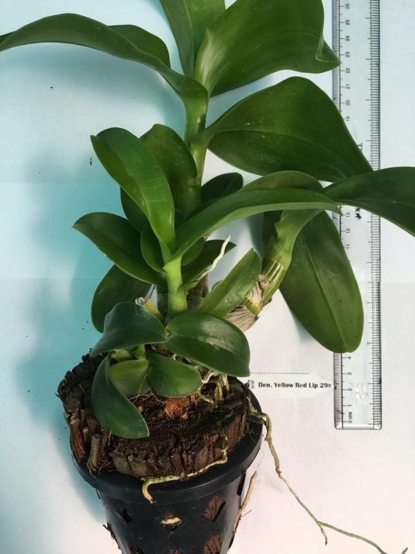 Buy Dendrobium Compactum Orchid plants Online | Purchase Orchids