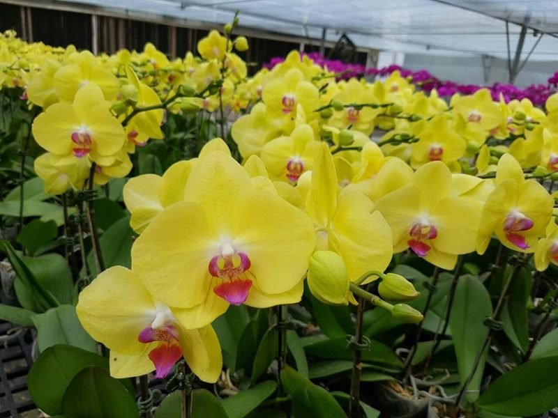Buy Phalaenopsis Miraflore Online