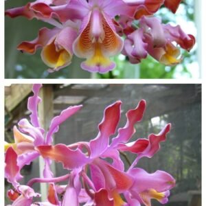Buy Orange Cattleya Orchids Online | Buy Frances Fox Cattleya Orchid