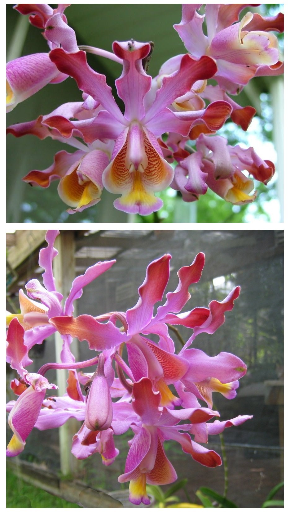 Buy Orange Cattleya Orchids Online | Buy Frances Fox Cattleya Orchid