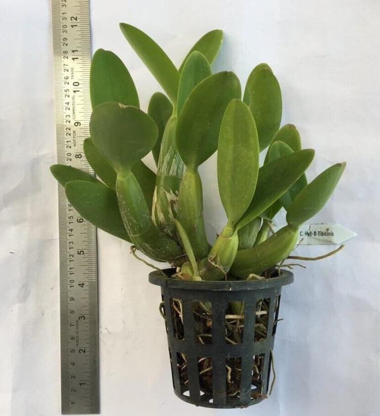 Buy Orange Cattleya Orchids Online | Buy Frances Fox Cattleya Orchid