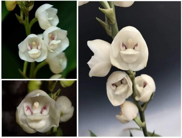Buy Dove Orchid Plant Online | Buy Peristeria | Dove Orchid Plant for sale