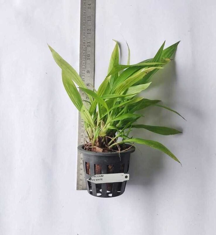 Buy Peristeria Orchid Plant Online | Peristeria Orchid Plant for sale