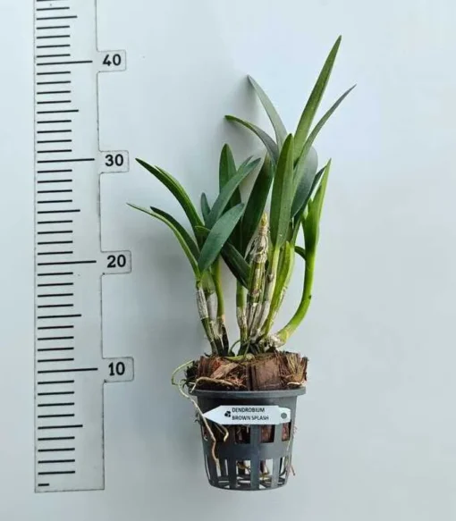 Brown Splash Fire Flame Orchid – Ready to Flower Size
