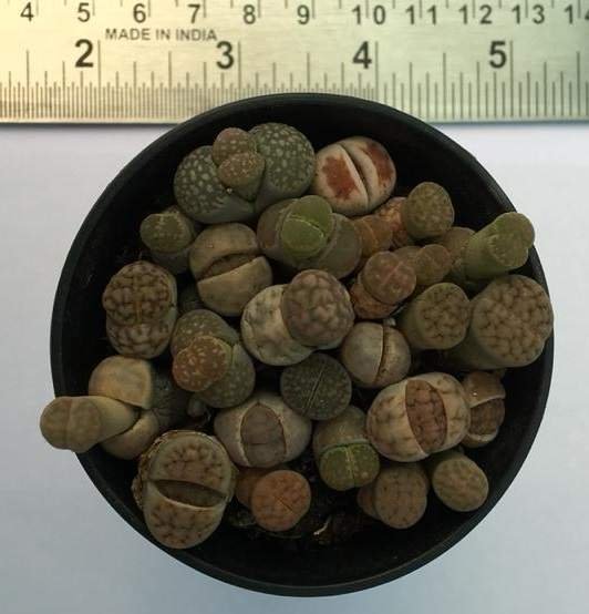 Buy lithops succulents Online | purchase lithops | living stone plants ...