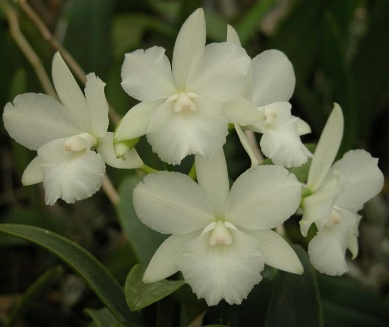 Buy Jet Set White Cattleya Orchids Online | white Cattleya orchids for sale