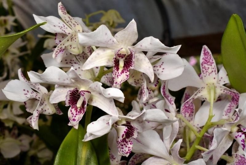 Buy Dendrobium Roy Tokunaga Orchid Online | Exotic Dendrobium