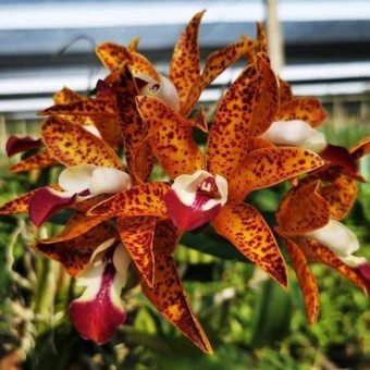 Buy Cattleya Chocolate Drop Volcano Queen Orchids Online
