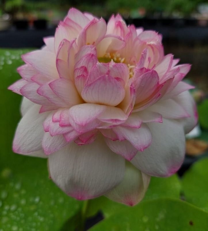 Buy Flamingo Lotus Tuber Online