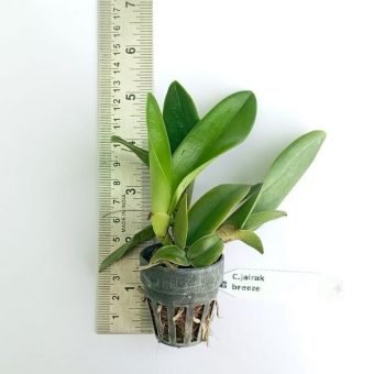 Buy Orange Cattleya Orchids Online | Buy Frances Fox Cattleya Orchid