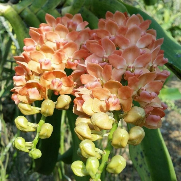 Buy Rhynchostylis Orange Blooming Size Online | Orange Foxtail Orchids