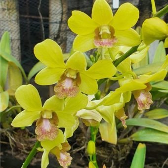 Purchase Orchid Plants Online | Buy Orchid Plants Online