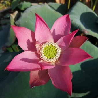 Buy Lotus Plants Online -Purchase Very Rare Lotus Tubers Online Sale