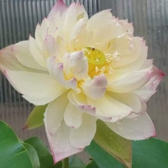 Buy Lotus Tubers Online India | Lotus Tubers for sale