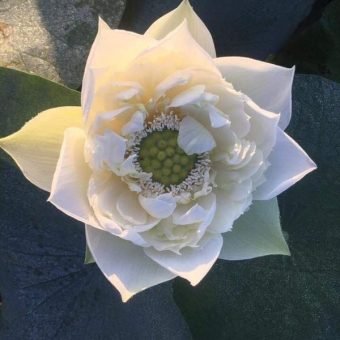 Buy Lotus Tubers Online India | Lotus Tubers for sale