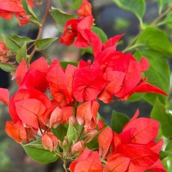 Buy Bougainvillea Red Tanglong Online