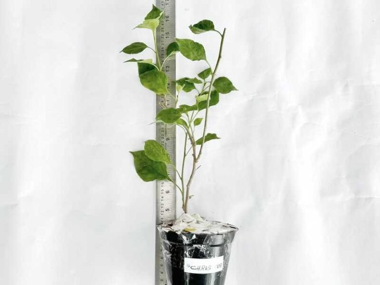 Buy Bougainvillea Kristina Online