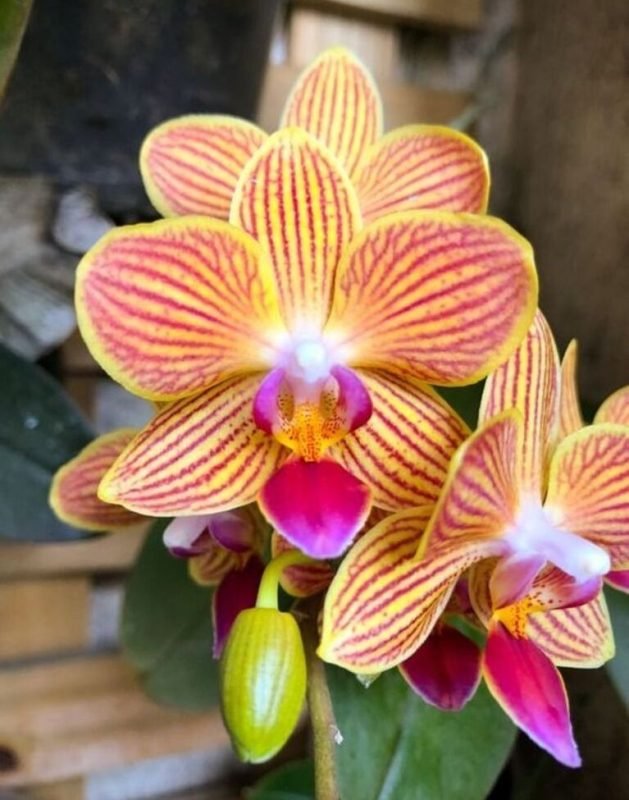 Buy Phalaenopsis Passion Fruit orchids online