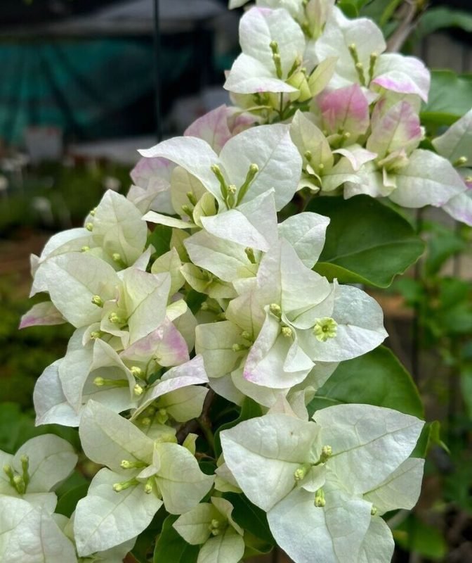 Buy Bougainvillea Begum Sikander Online