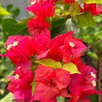 Buy Bougainvillea Online