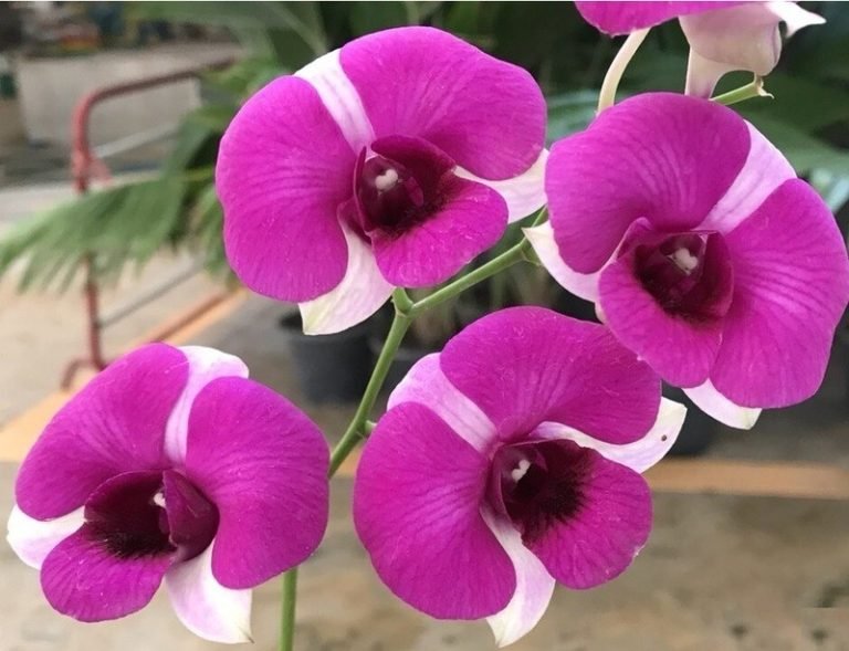 Buy Dark Two Tone Orchids Online