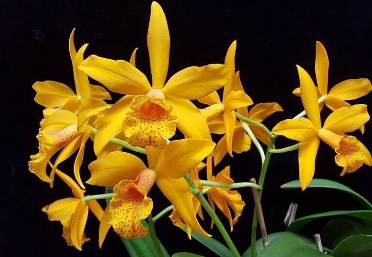 Buy Cattleya Waianae Leopard Orchids Online