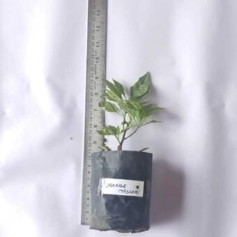 Buy Bougainvillea Online