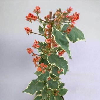 Buy Bougainvillea Online