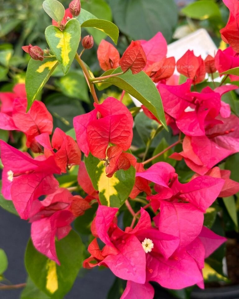 Buy Bougainvillea Thima Red Online