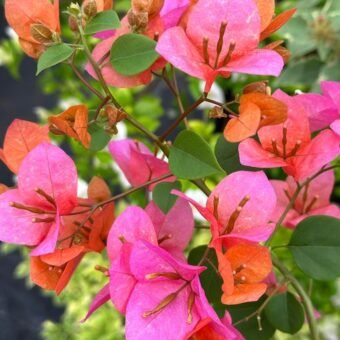 Bougainvillea Archives - Pots and Petals