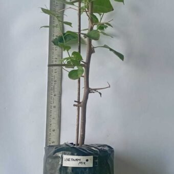 Bougainvillea Archives - Pots and Petals