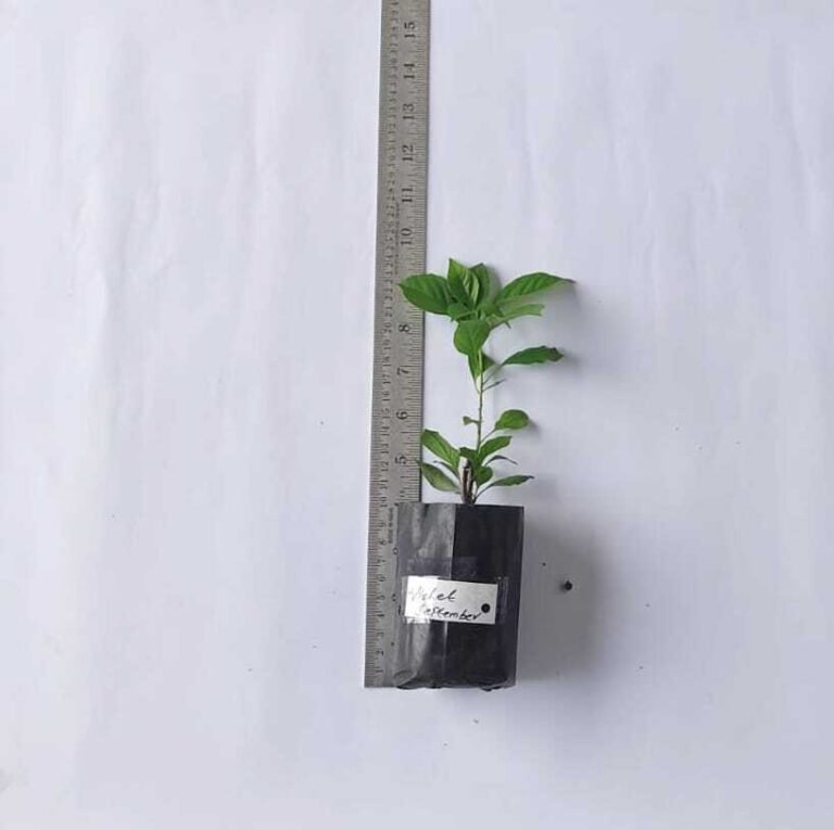 Buy Bougainvillea Online