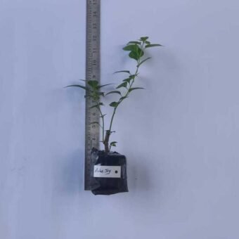 Buy Bougainvillea Online