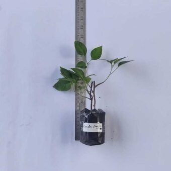 Buy Bougainvillea Online