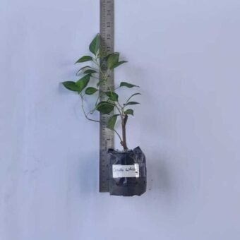 Buy Bougainvillea Online