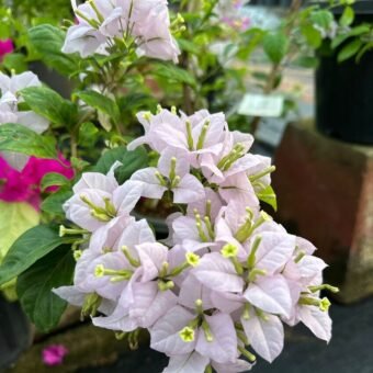 Buy Bougainvillea Online