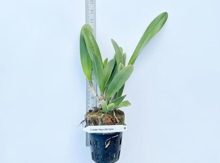 Buy Cattleya Golden tang x little toshie Blooming Size Orchids Online