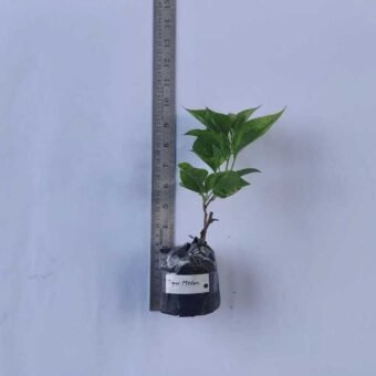 Buy Bougainvillea Online