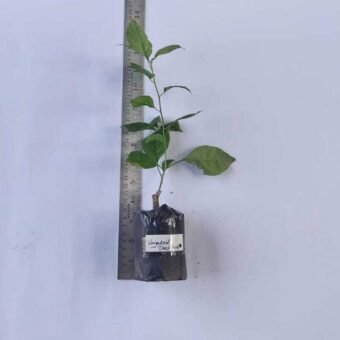 Buy Bougainvillea Online