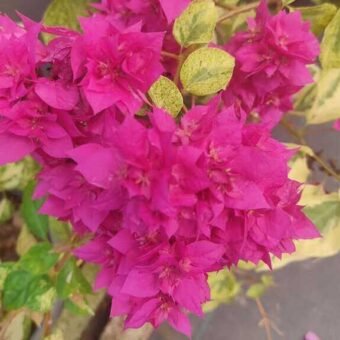 Buy Bougainvillea Online