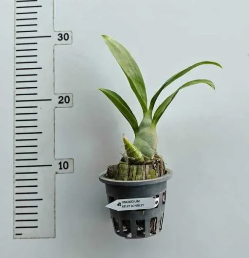 Fredclarkeara Kelly Longley | Black Orchid Plant