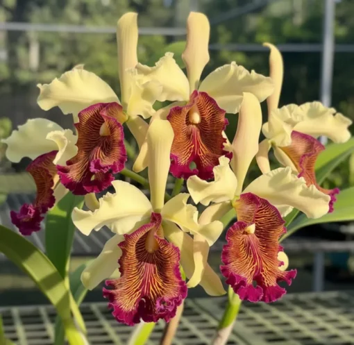 Cattleya dowiana | Blooming Size Species Orchid Plant