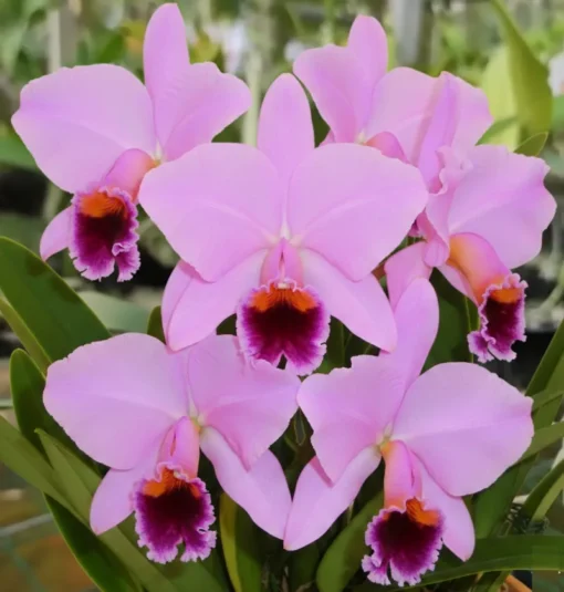 Cattleya percivaliana | Blooming Size Species Orchid
